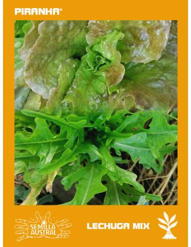 Lechuga Mix