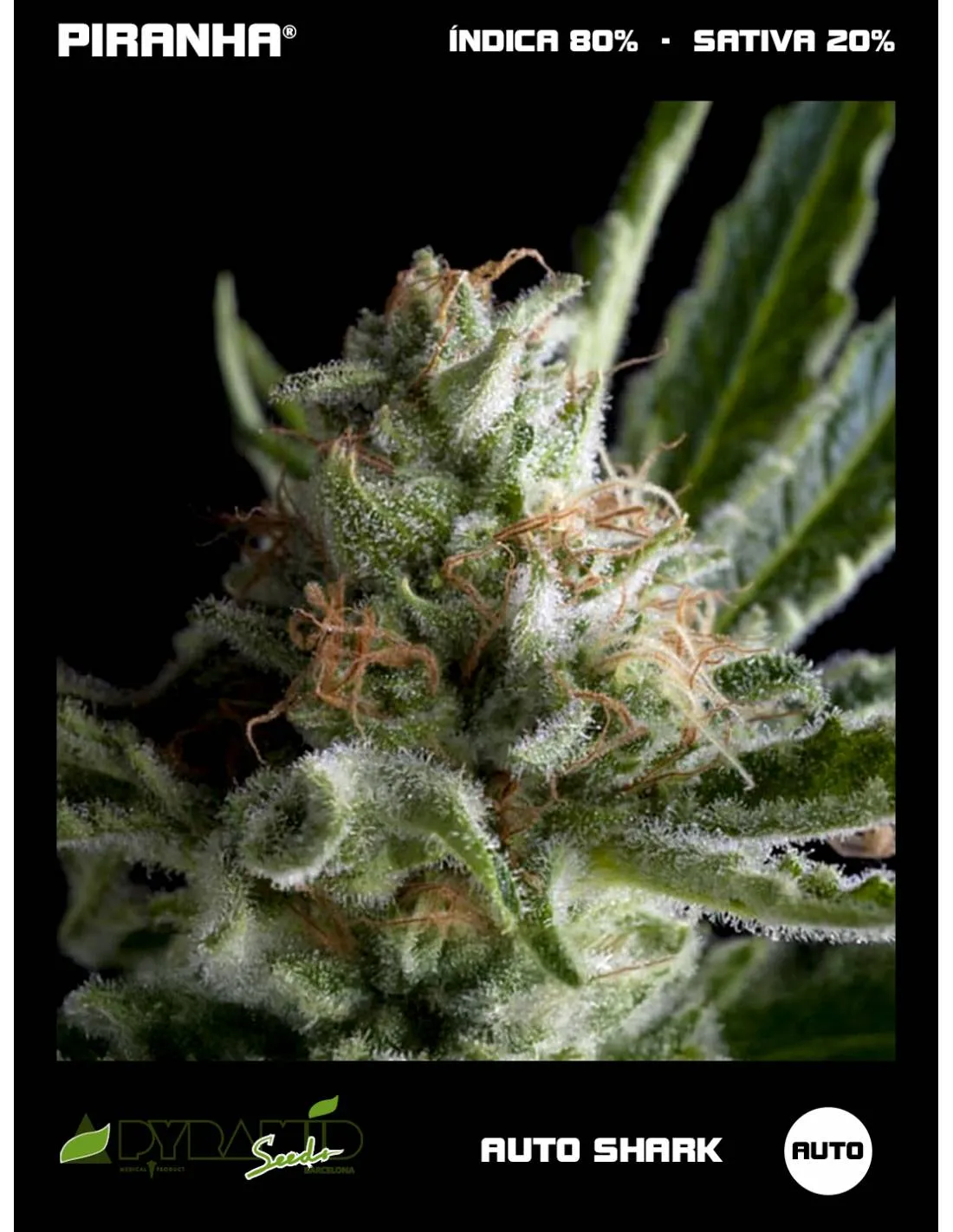 Shark Auto - Pyramid Seeds | PIRANHA